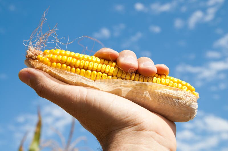 Maize in hand stock photo. Image of industry, cultivated - 17763976