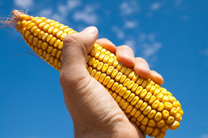 Raw Maize in Hand Over Green Field Stock Photo - Image of health ...