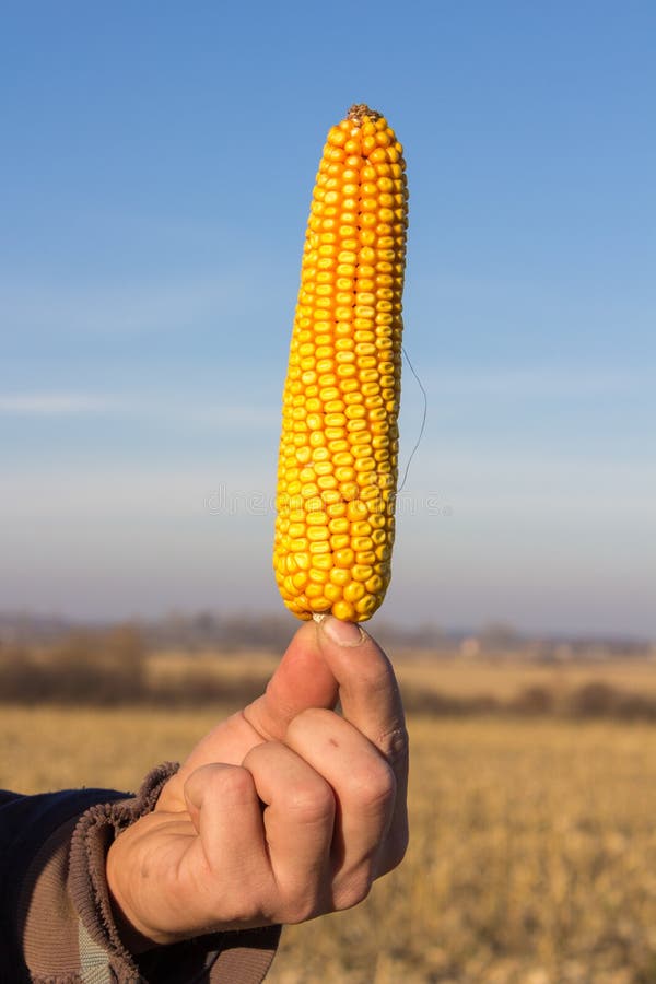 Maize in hand stock image. Image of yellow, vegetarian - 64609099