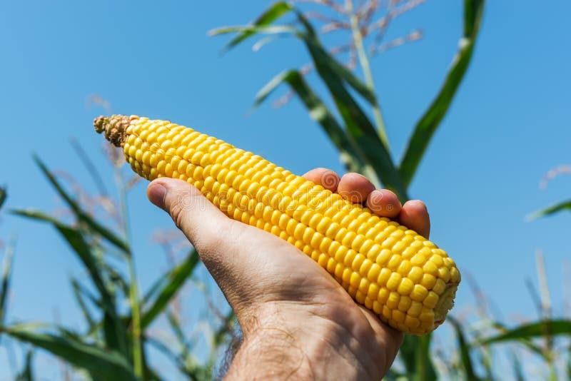 Maize in hand on field stock photo. Image of cultivated - 59841876