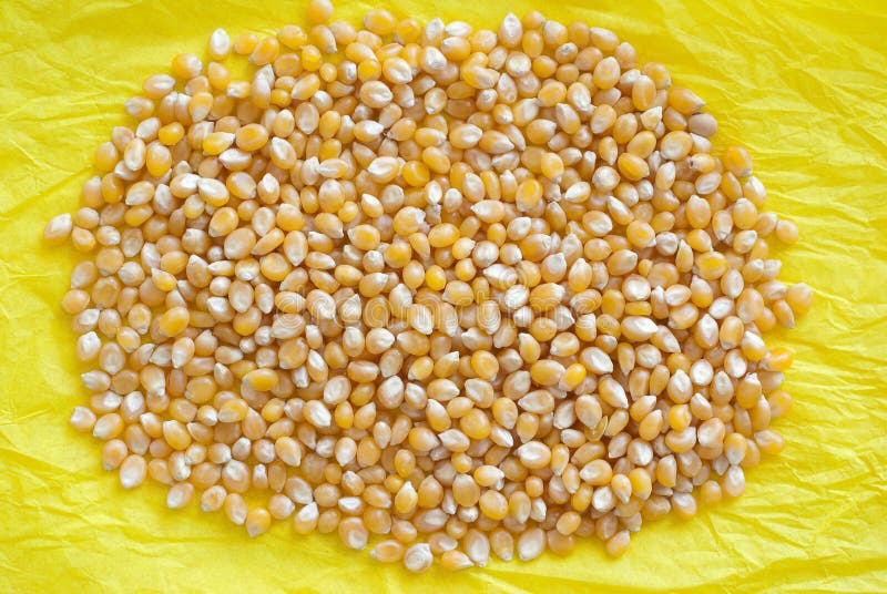 Maize Yellow Corn with Roots Stock Image - Image of farmer, yellow ...