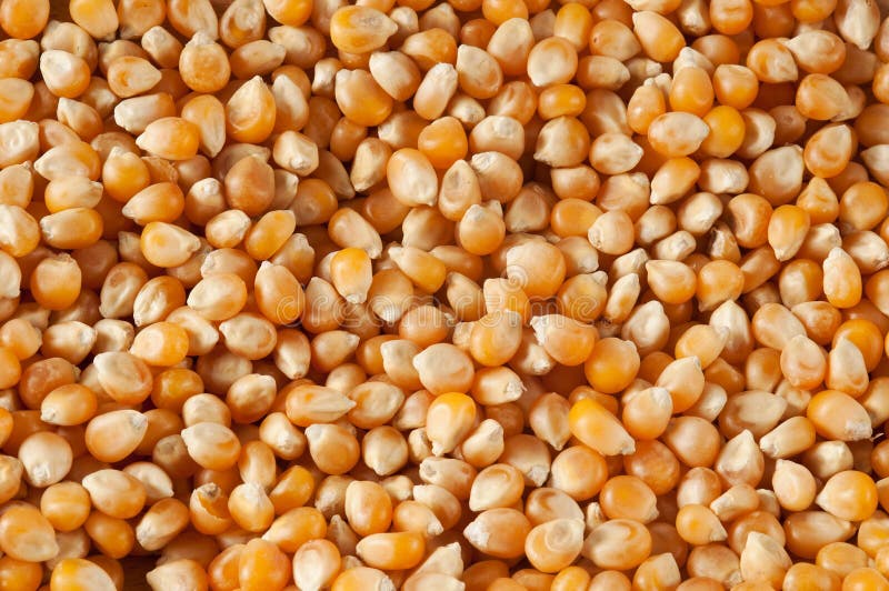Maize kernel stock image. Image of macro, golden, healthy - 29076907