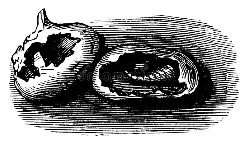 Maggots Stock Illustrations – 268 Maggots Stock Illustrations, Vectors ...