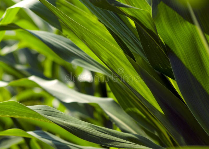 Maize leaves stock image. Image of countryside, country - 218807295