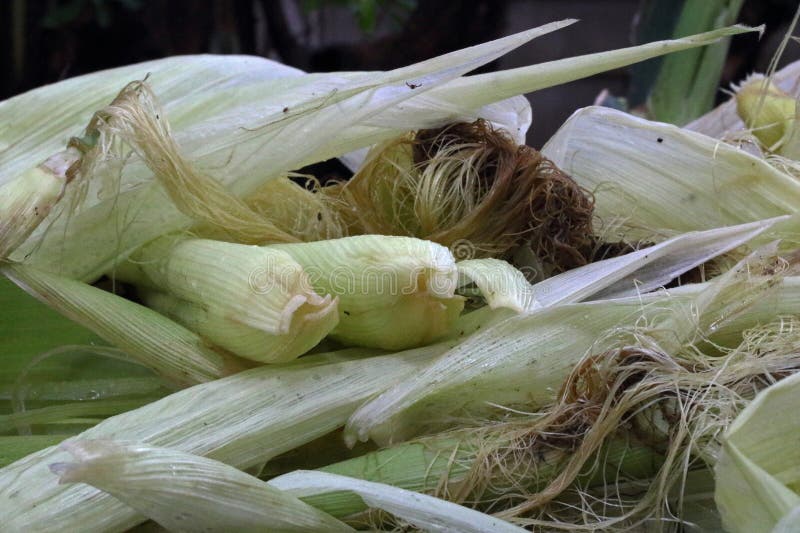 Maize Leaves and Corn Silk Removed from Cob Stock Image - Image of ...