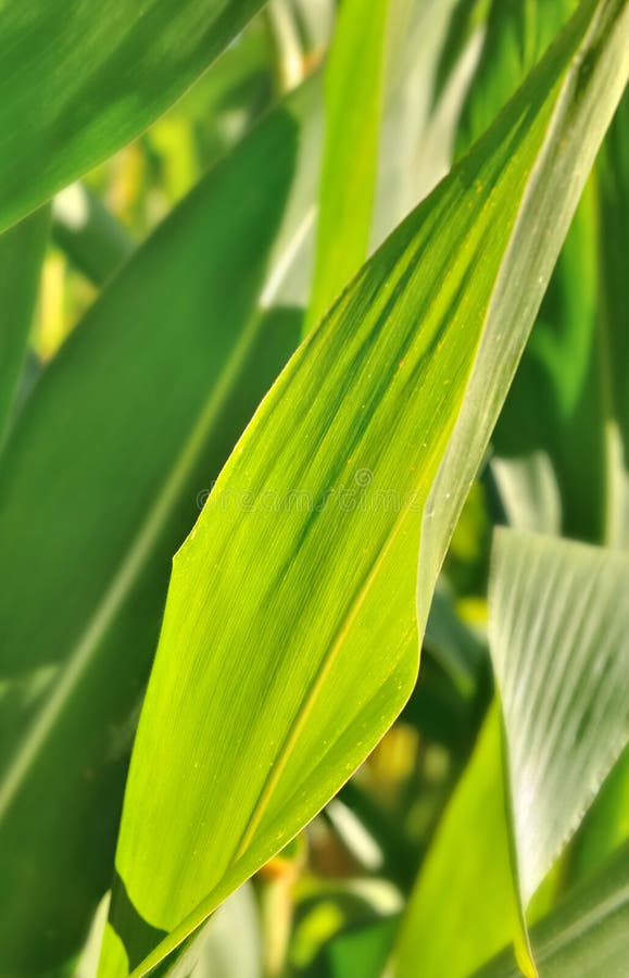 Maize leaves stock photo. Image of field, grain, maize - 33436106