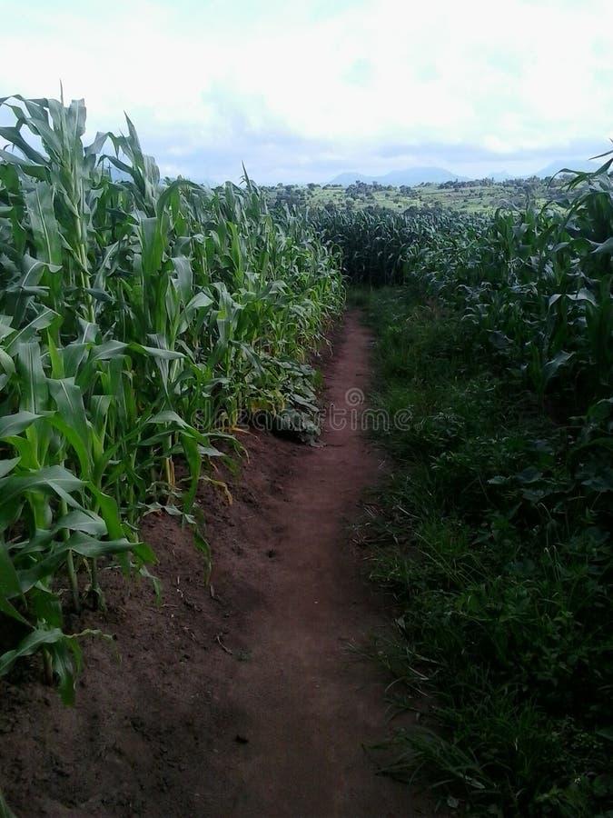 Maize stock photo. Image of scenery, beautiful, maize - 117401172
