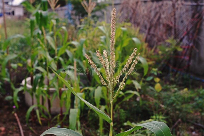 Maize male flower stock photo. Image of blossom, agricultural - 83729168