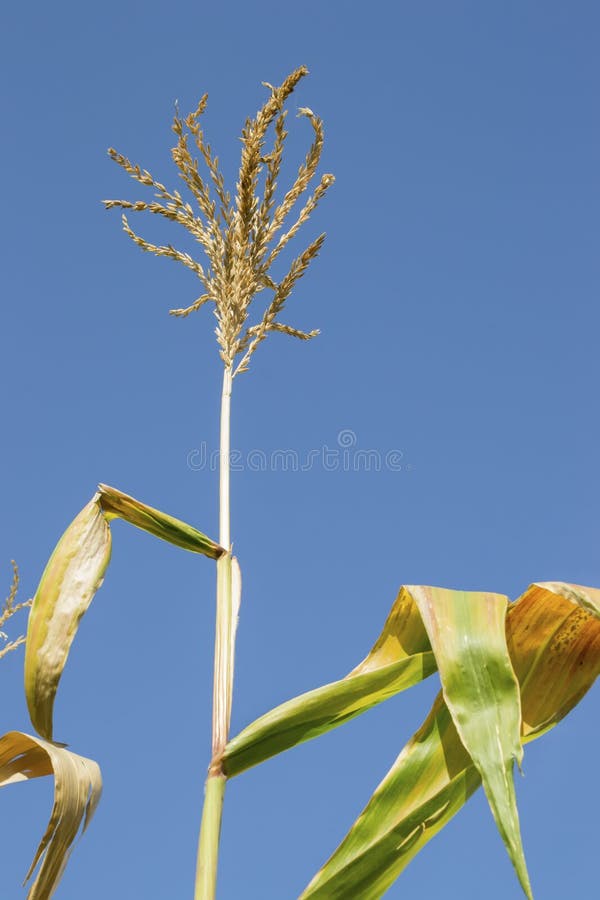 Inflorescence cereal weeds stock image. Image of background - 16143563