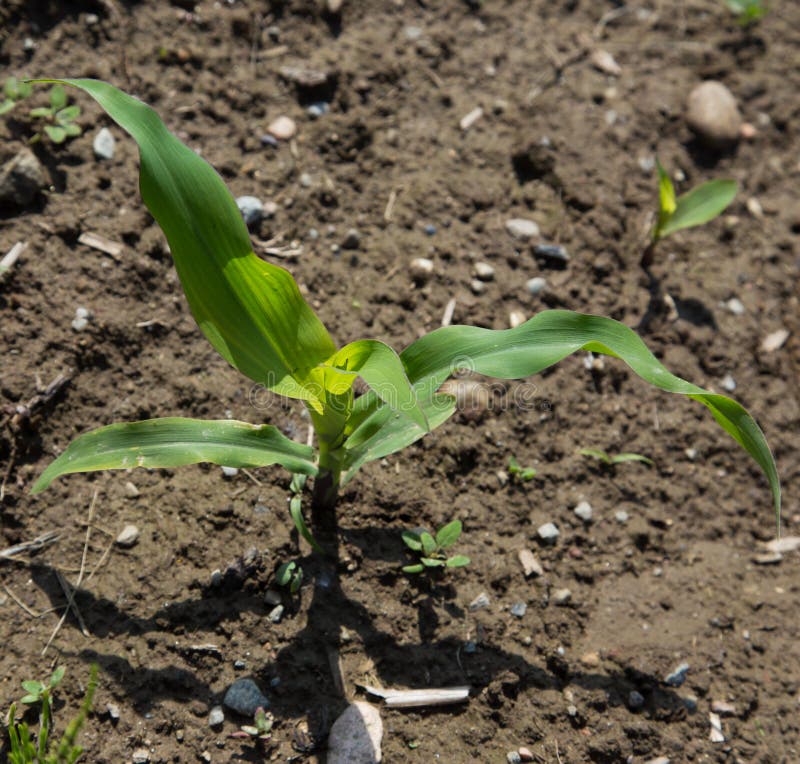 Maize meadow stock image. Image of leaf, macro, detail - 40336895