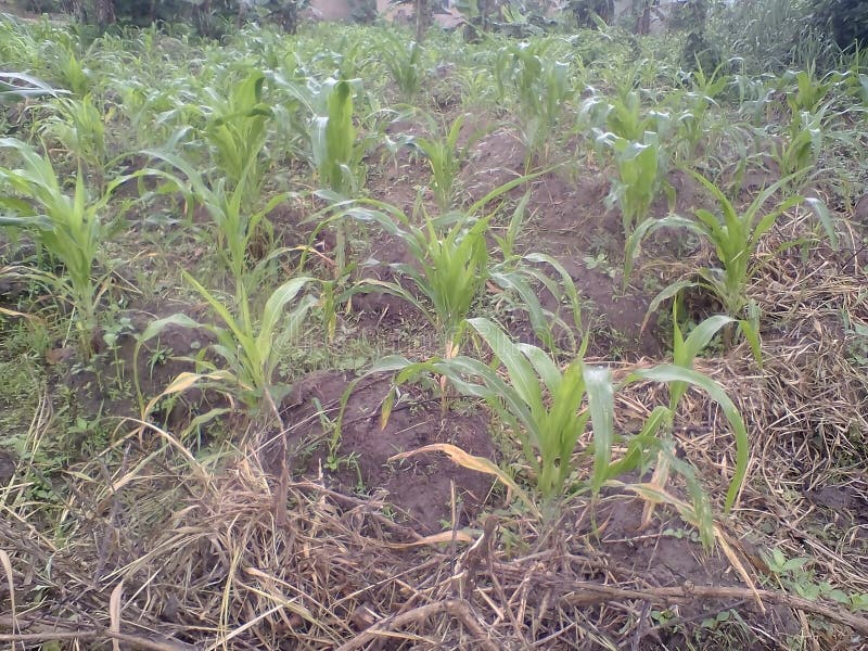 Maize stock photo. Image of maize, land, farm, life - 126416542