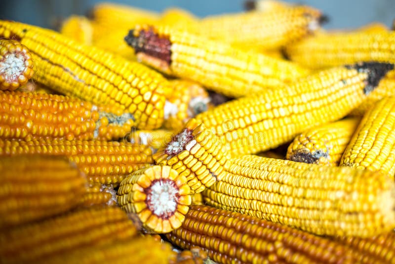 Golden maize in sunlight stock image. Image of grain - 100841137