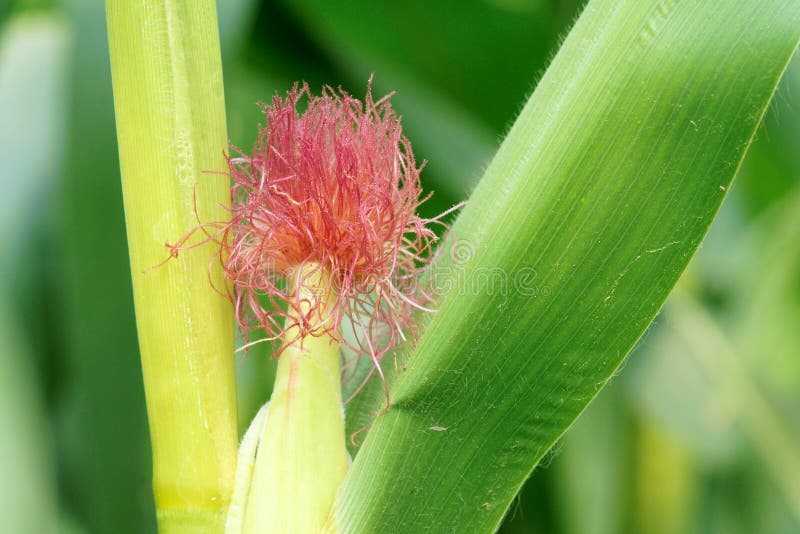 Maize pistil stock photo. Image of detail, food, nature - 25761668