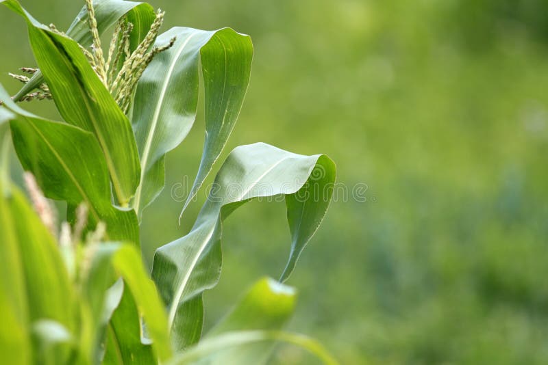 Maize plant stock photo. Image of fresh, agricultural - 32751954