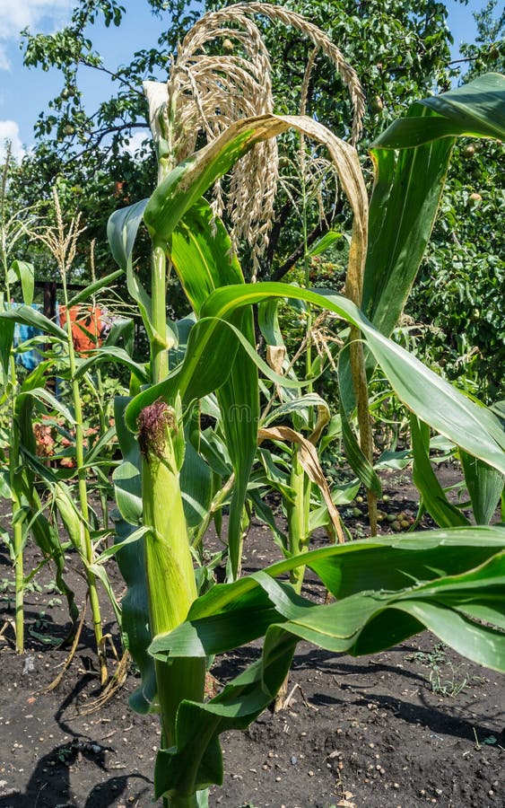 Maize plant stock photo. Image of growth, nature, green - 86381070