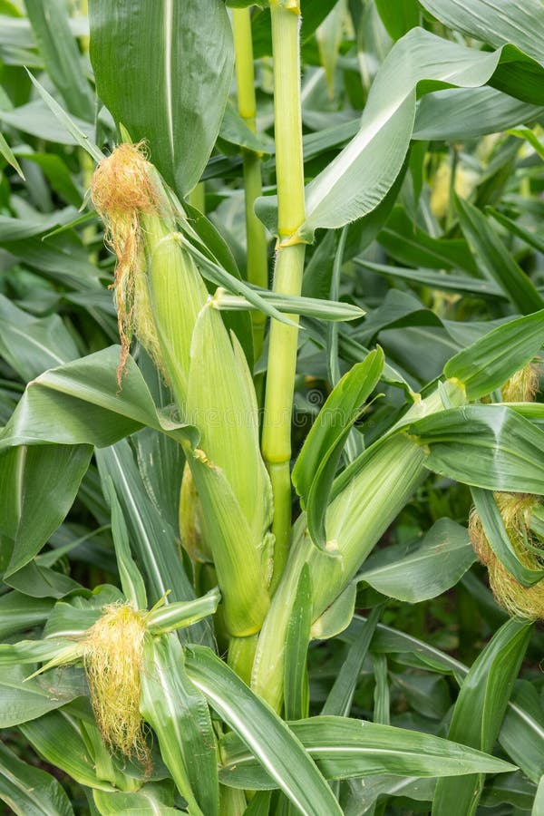 Maize plants stock photo. Image of food, colour, green - 228463722