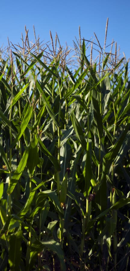Plants Corn in garden stock image. Image of gunung, kebun - 238871131