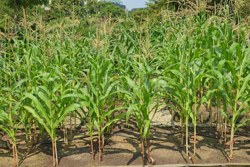 Maize Plants stock photo. Image of fresh, health, maize - 31855786