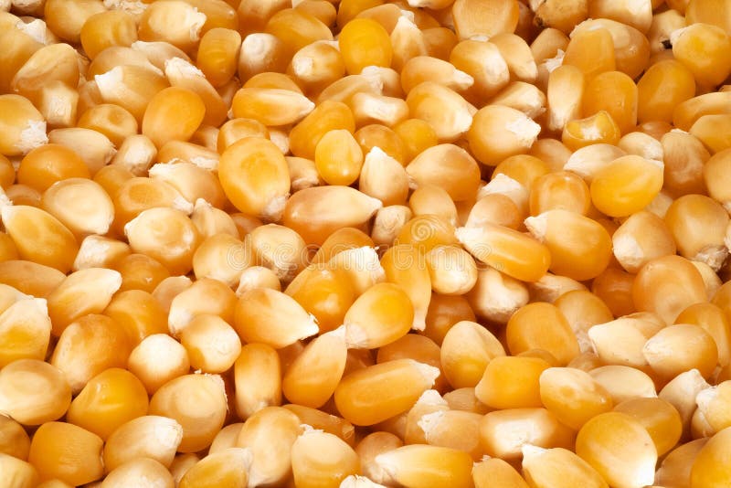 Maize and popcorn stock image. Image of corncob, argriculture - 28554249