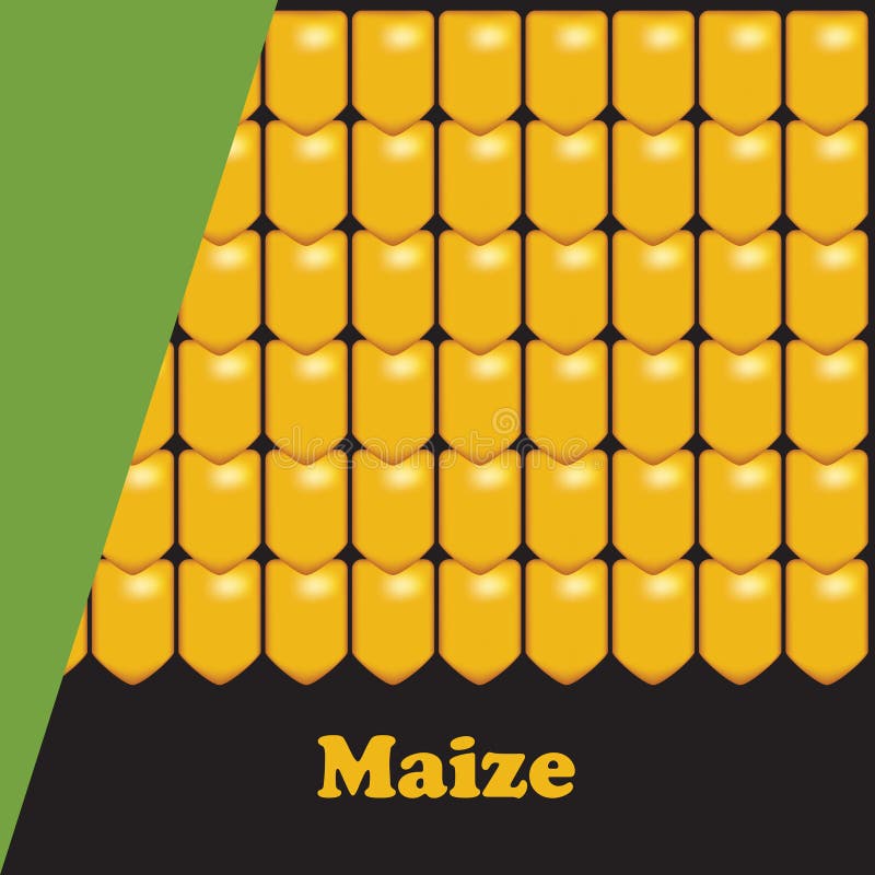 Maize poster stock vector. Illustration of information - 298429467
