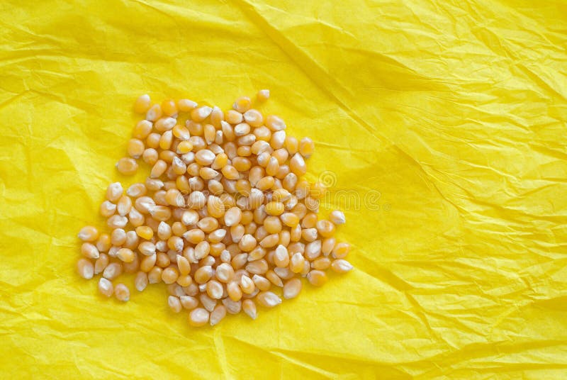 Maize Yellow Corn with Roots Stock Image - Image of farmer, yellow ...