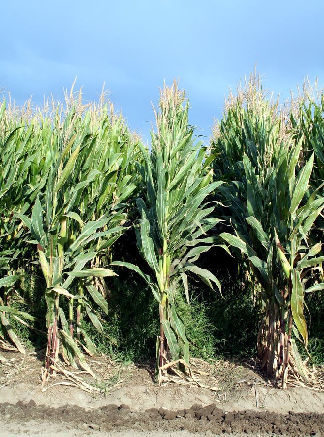 Plant of maize stock image. Image of grain, cloud, cornbelt - 515579