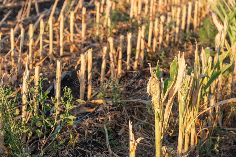 Maize with the Rows of Cut Stubble Stock Image - Image of harvested ...