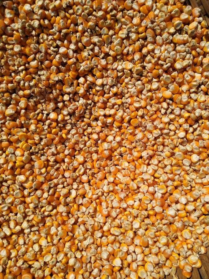 Makka Seed, Corn Seeds, Yellow Maize Seed -image Stock Image - Image of ...