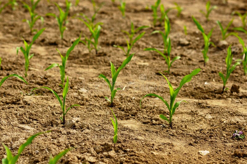 Maize seeding 2 stock image. Image of land, corn, field - 14428725
