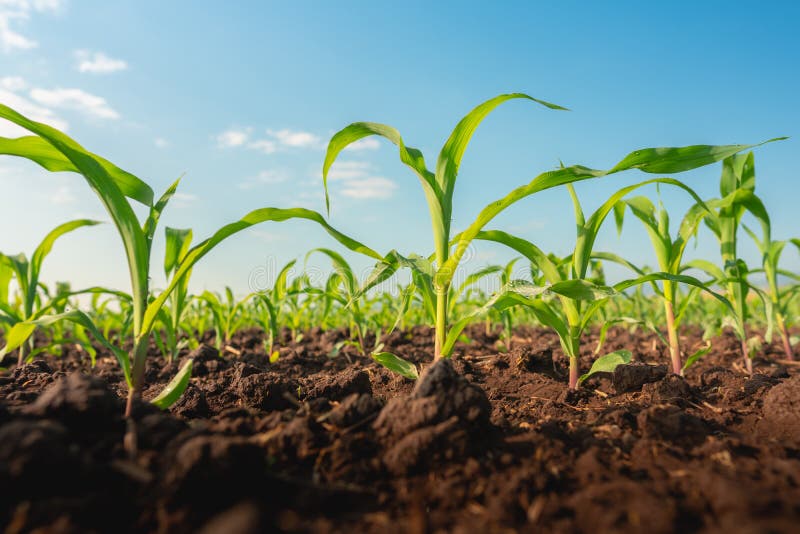 Maize Seedling in the Agricultural Garden with the Sunset Stock Image ...