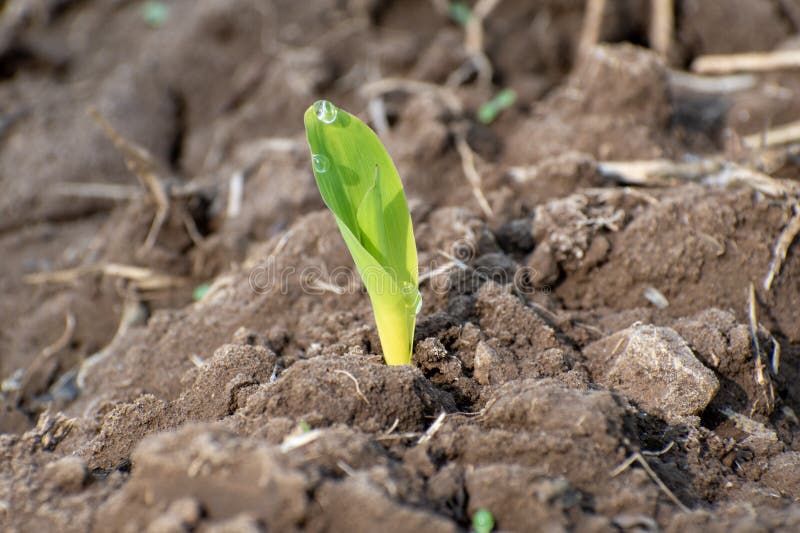 Maize Seedling in Agricultural Garden, Growing Young Green Corn ...