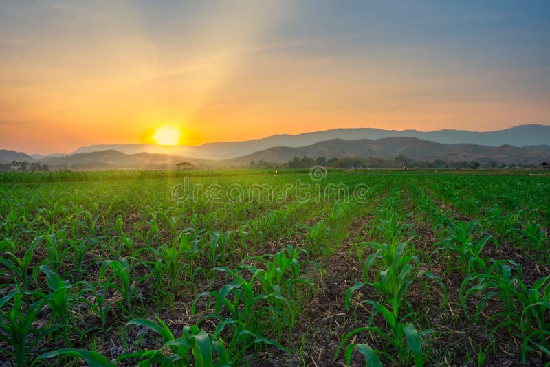 Maize Seedling in the Agricultural Garden with the Sunset Stock Image ...