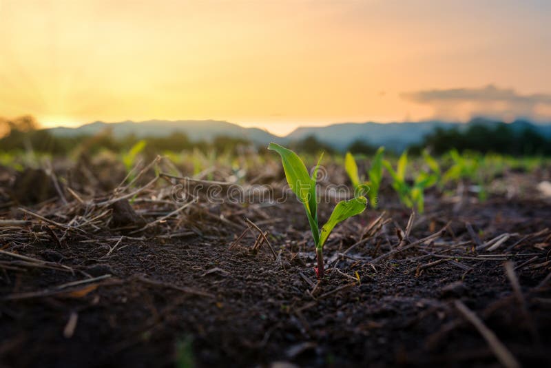 Maize Seedling in the Agricultural Garden with the Sunset Stock Image ...