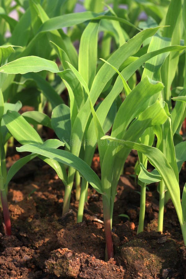 Maize seedlings stock image. Image of food, crop, farmers - 13634483