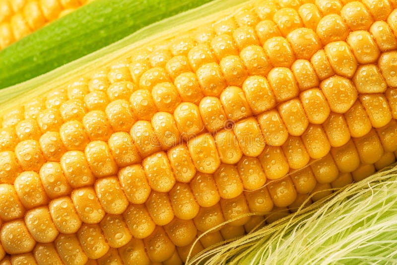 Maize Seeds in Corn Cob Covered with Small Water Drops. Macro Shot ...