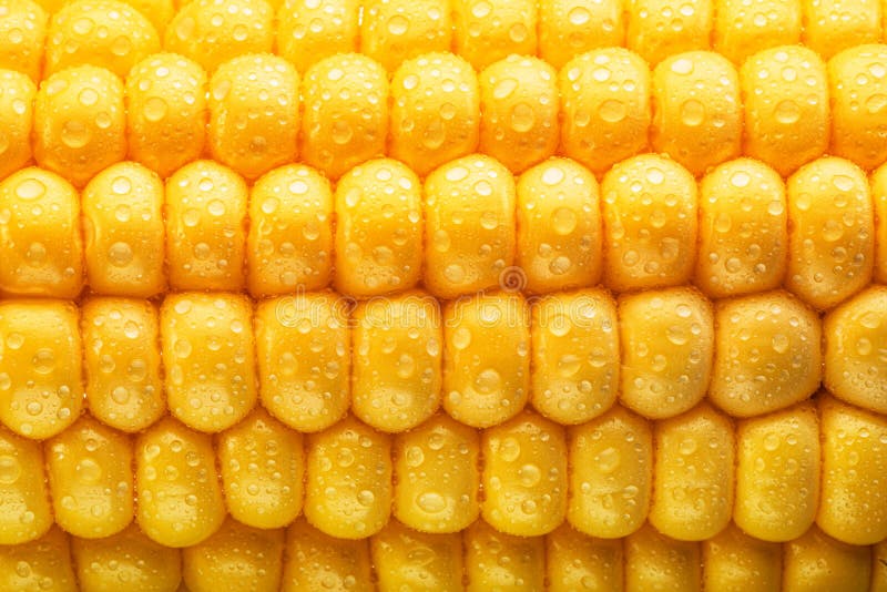 Maize Seeds in Corn Cob Covered with Small Water Drops. Macro Shot ...