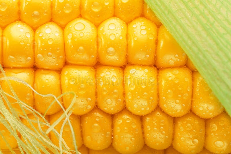 Maize Seeds in Corn Cob Covered with Small Water Drops. Macro Shot ...
