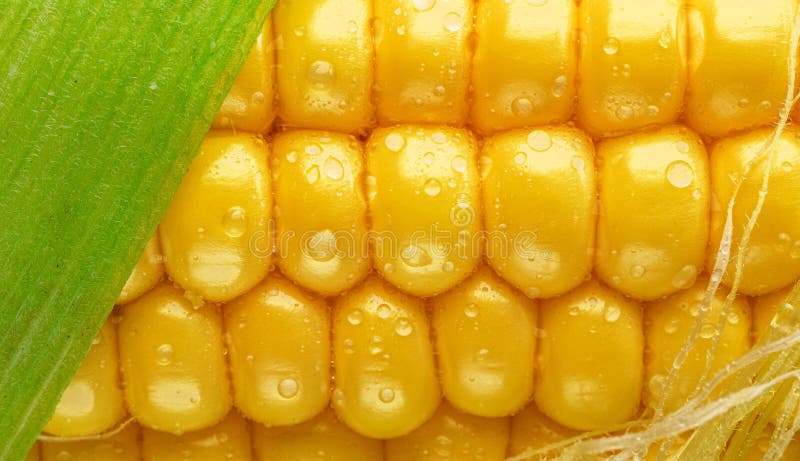 Maize Seeds in Corn Cob Covered with Small Water Drops. Macro Shot Stock Photo - Image of staple ...