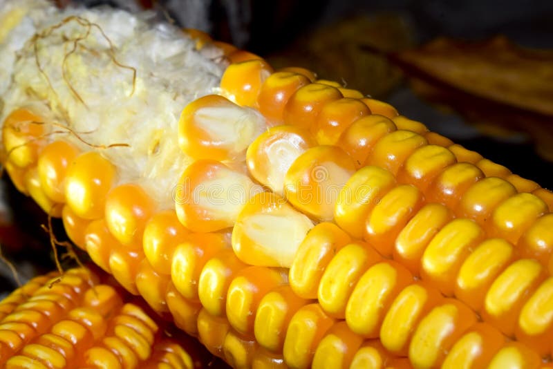 Maize and maize seeds stock image. Image of husk, health - 246351285