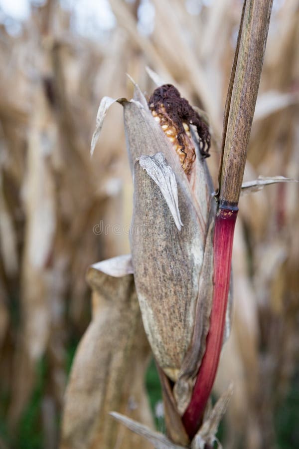 Maize Stalk In Dry Red Ferric Soil Without Moisture And Nutrients Stock ...