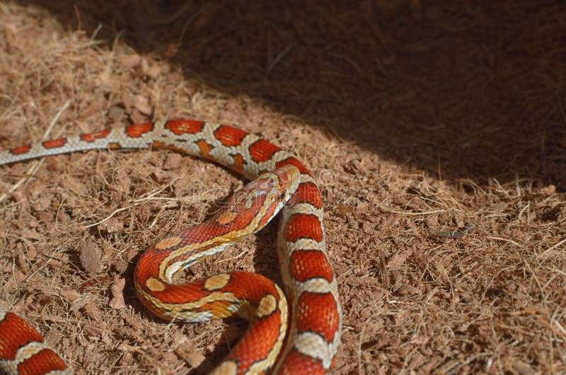 Maize Snake Resting in the Sun Stock Image - Image of animals, natural ...