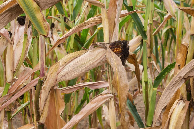 Maize Stalk In Dry Red Ferric Soil Without Moisture And Nutrients Stock ...