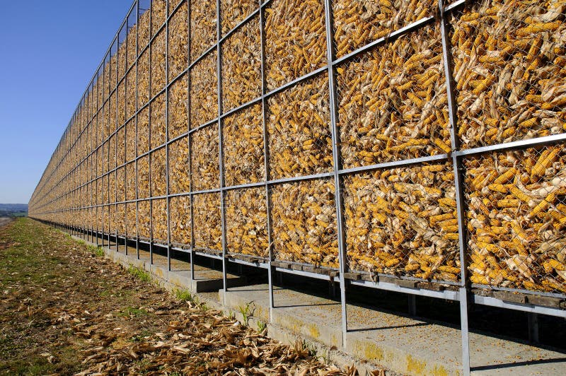 Maize Storage stock image. Image of framework, corn, yellow - 31987261