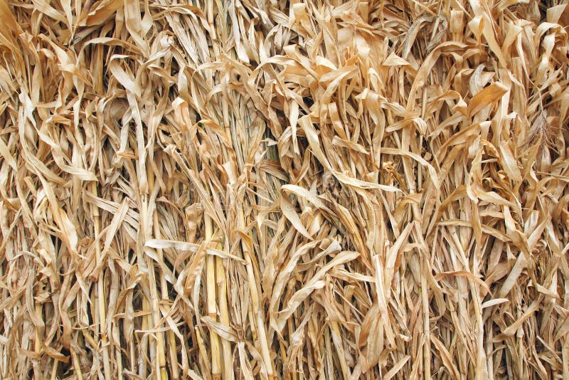 Maize straw stock image. Image of harvested, corn, cellulose - 26985955