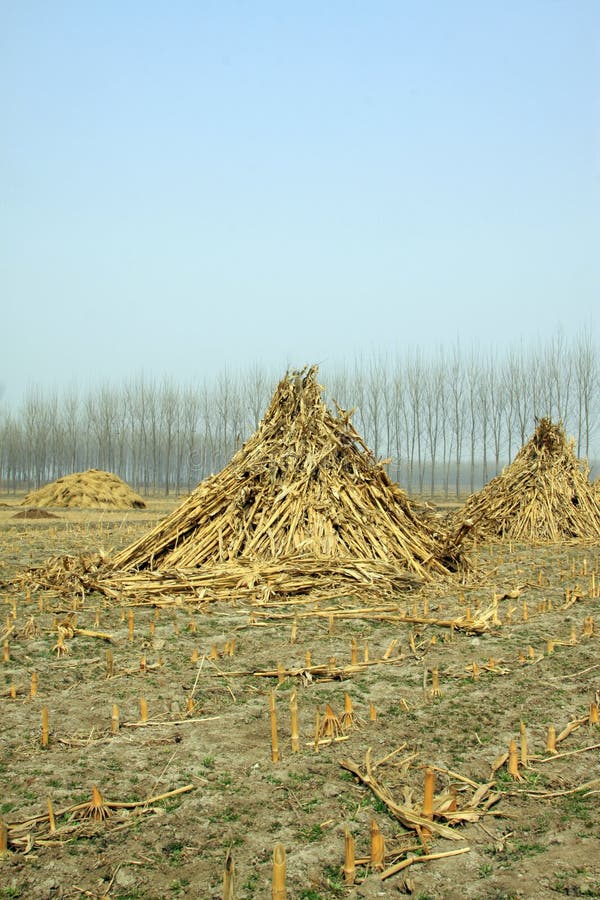 Maize straw in the fields stock photo. Image of corn - 364794102