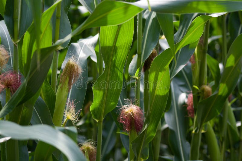 Maize stock image. Image of environment, cornfield, green - 43029951