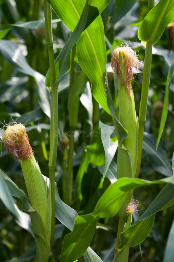 Maize stock photo. Image of harvest, grain, country, cornfield - 43029956