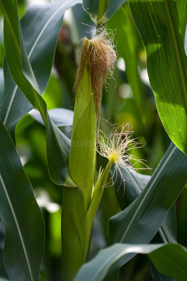 Maize stock image. Image of field, ground, grain, land - 43029965
