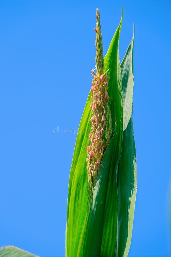 Maize tassel stock photo. Image of ears, maize, leaf - 191009224