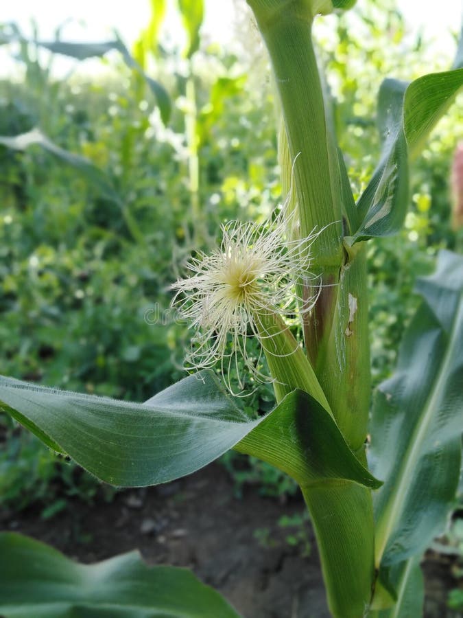 Maize tree is so beautiful stock image. Image of shrub - 243353071